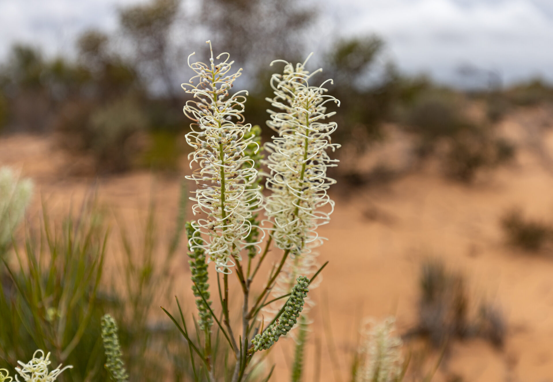 Tackling a wet Googs Track in South Australia