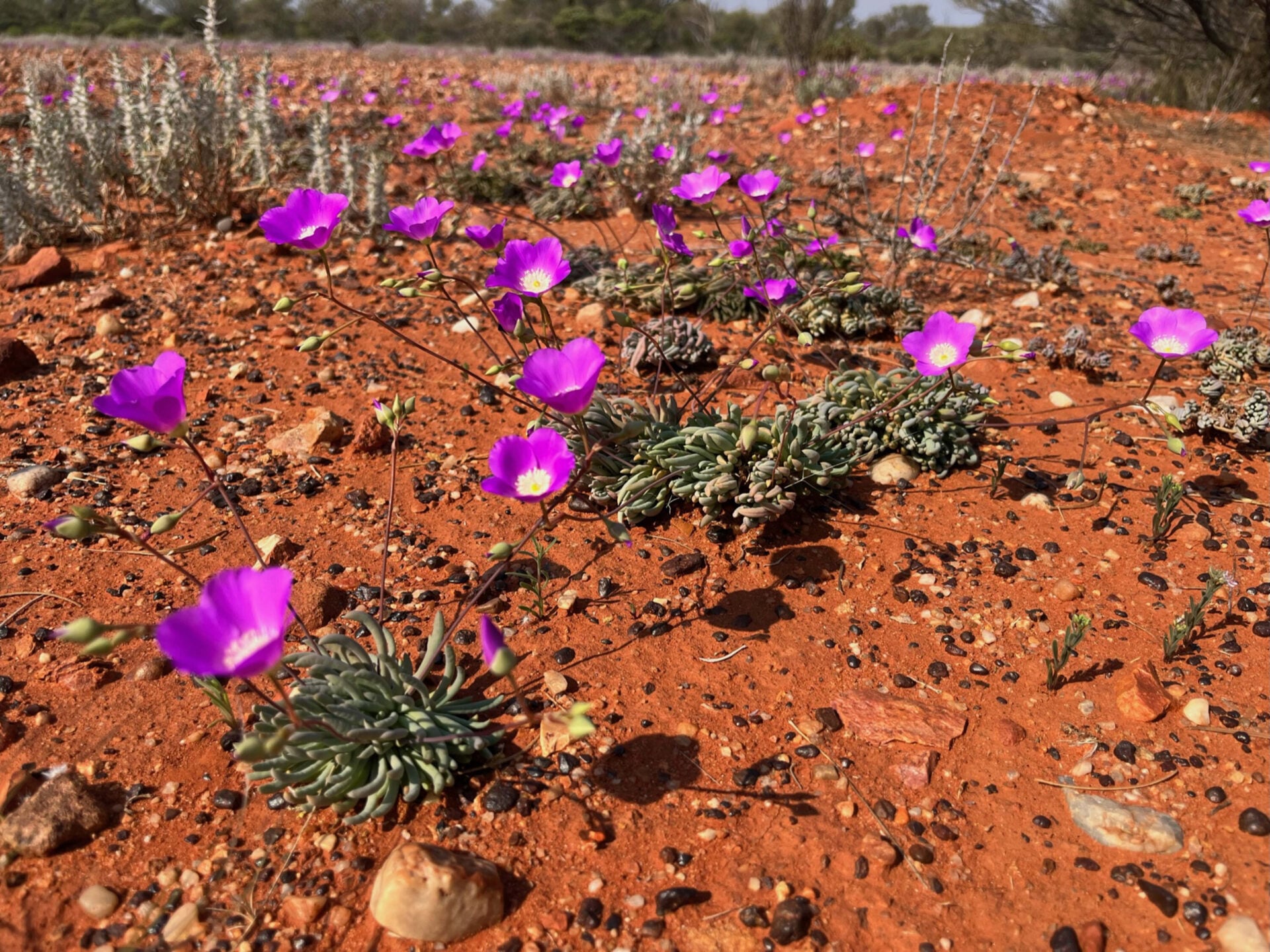Desert deluge: Touring the Simpson during heavy rainfall