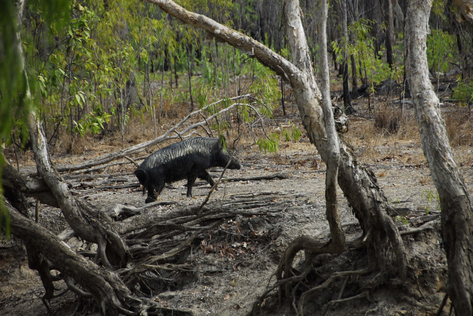 Exploring Oyala Thumotang National Park
