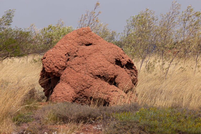 Touring the remote Nyangumarta Highway in the Great Sandy Desert