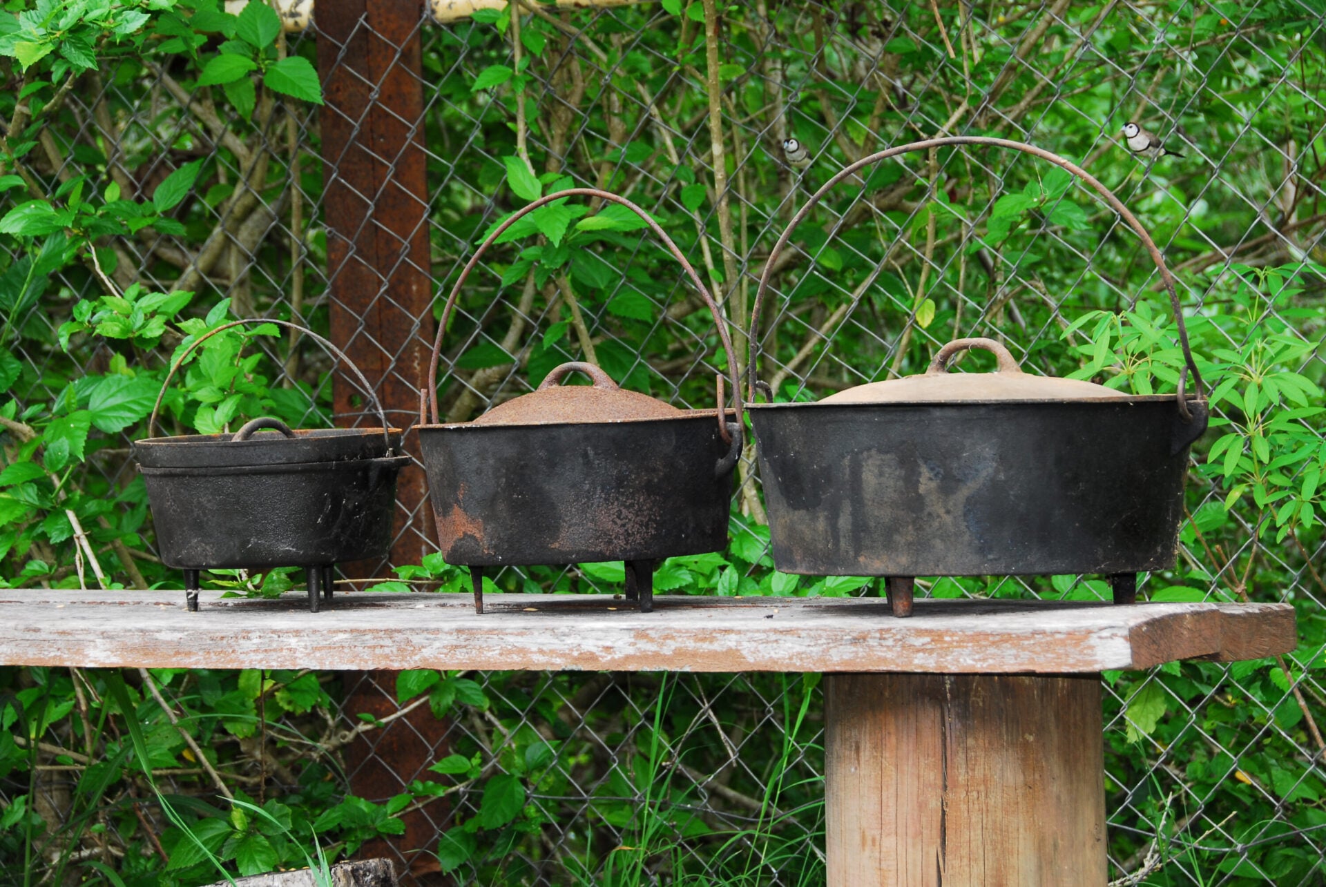 Cooking with camp ovens
