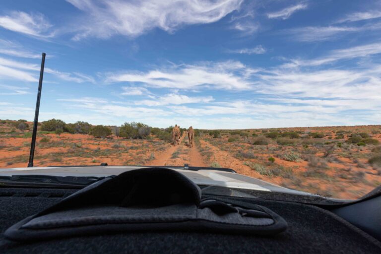 Driving the Colson Track: A remote Simpson Desert adventure
